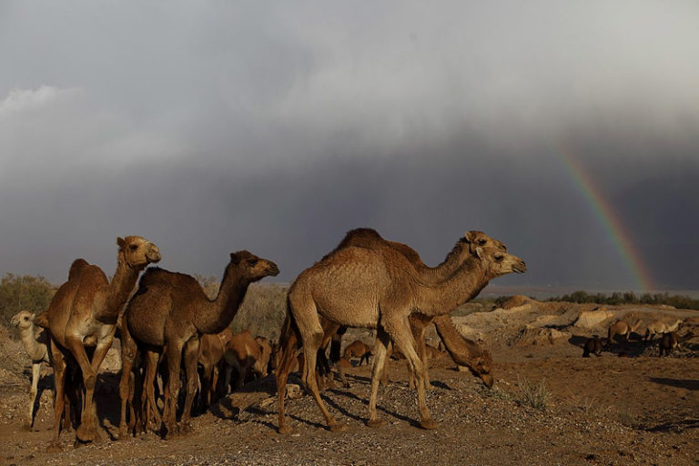 Israeli Attractions - The Camel