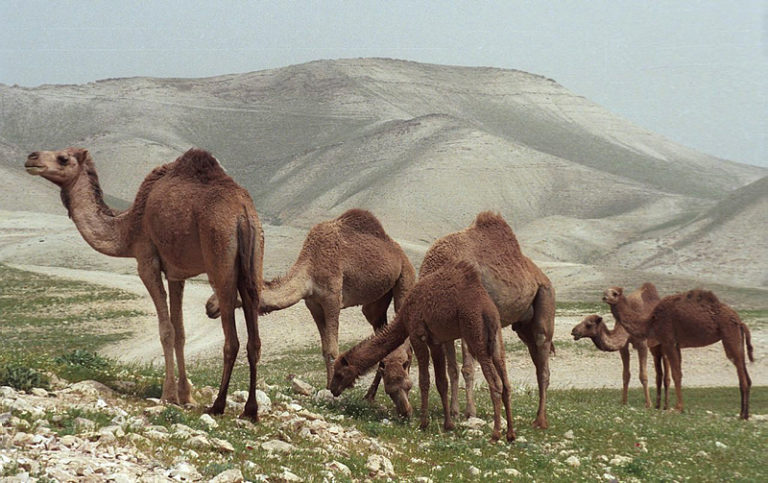 Israeli Attractions - The Camel